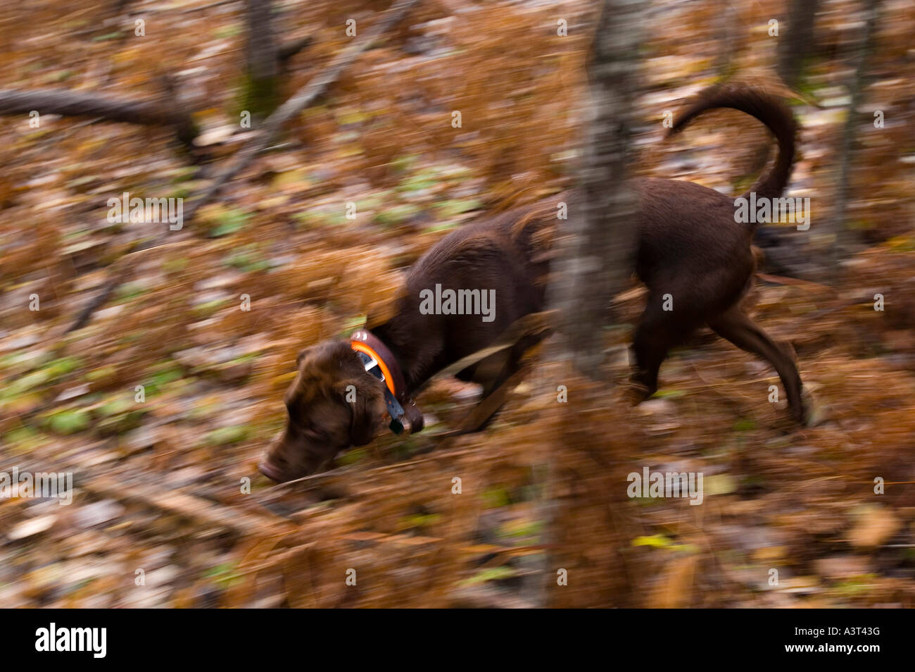 A chocolate pointing labrador retriever is a blur of motion while ...