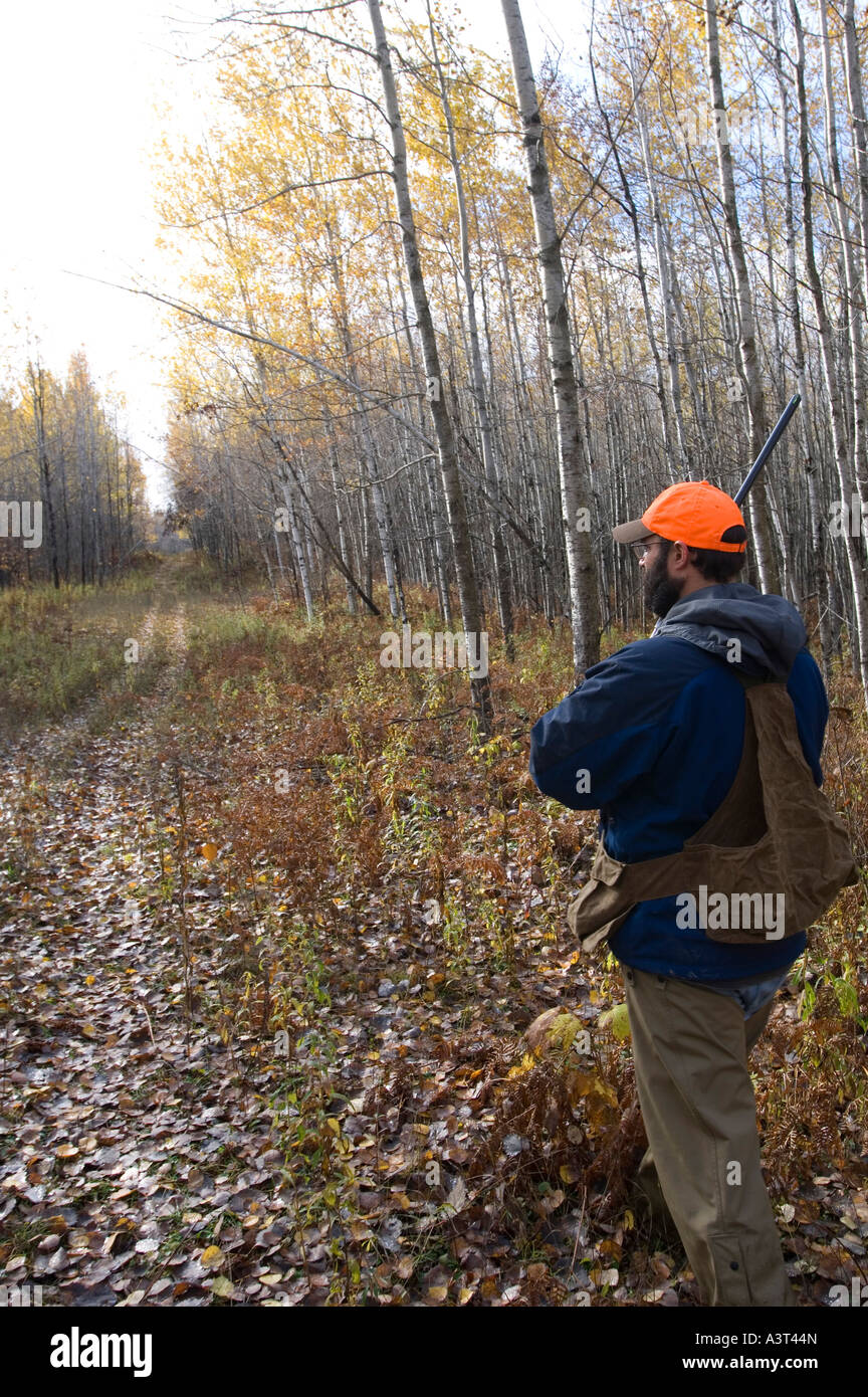A left handed hunter pursues grouse and woodcock in aspen stands near ...