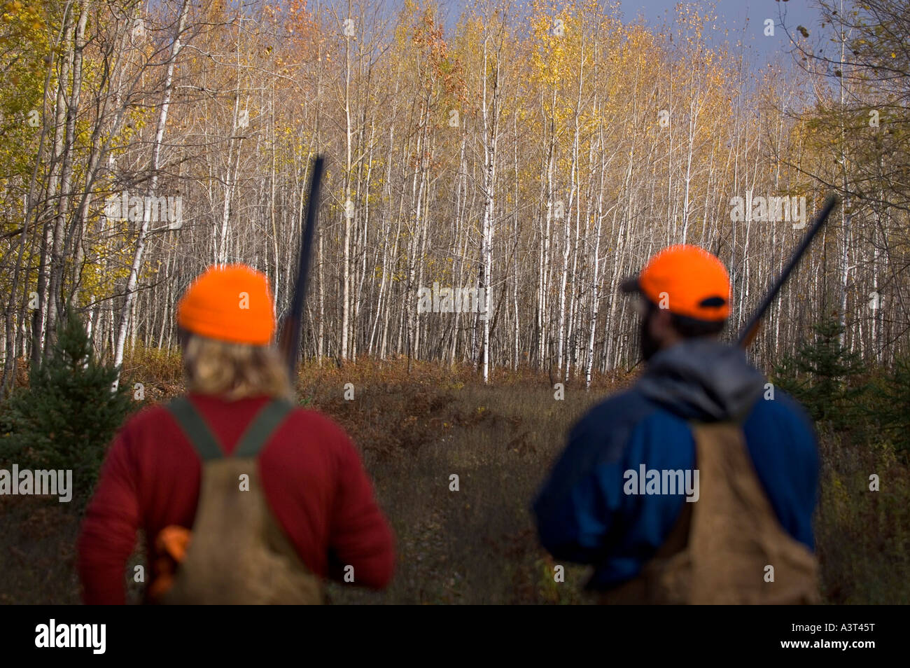 A pair of hunters pursue grouse and woodcock near Gwinn Michigan Stock ...