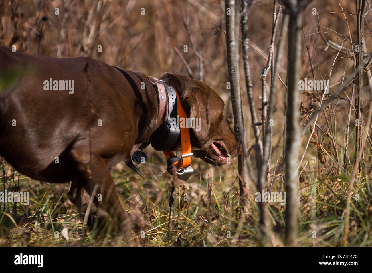 A chocolate pointing labrador retriever goes on point while hunting ...