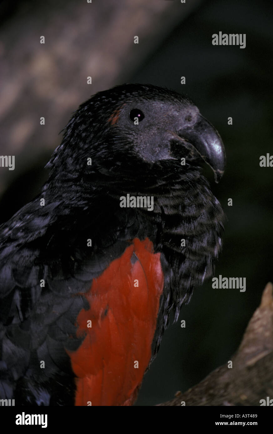 BIRD PARROT Pesquet s Stock Photo - Alamy