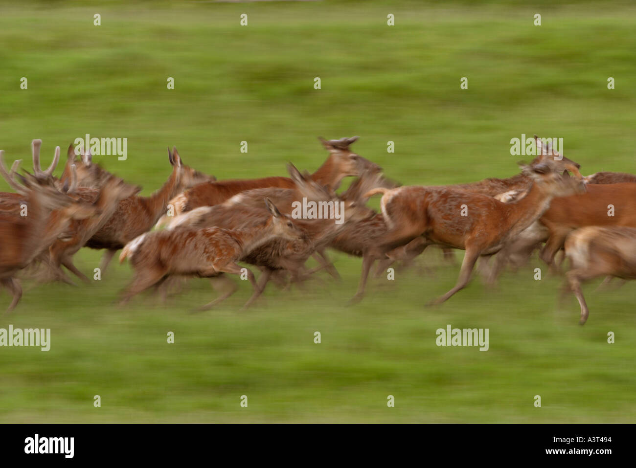 Red Deer Running Stock Photo - Alamy