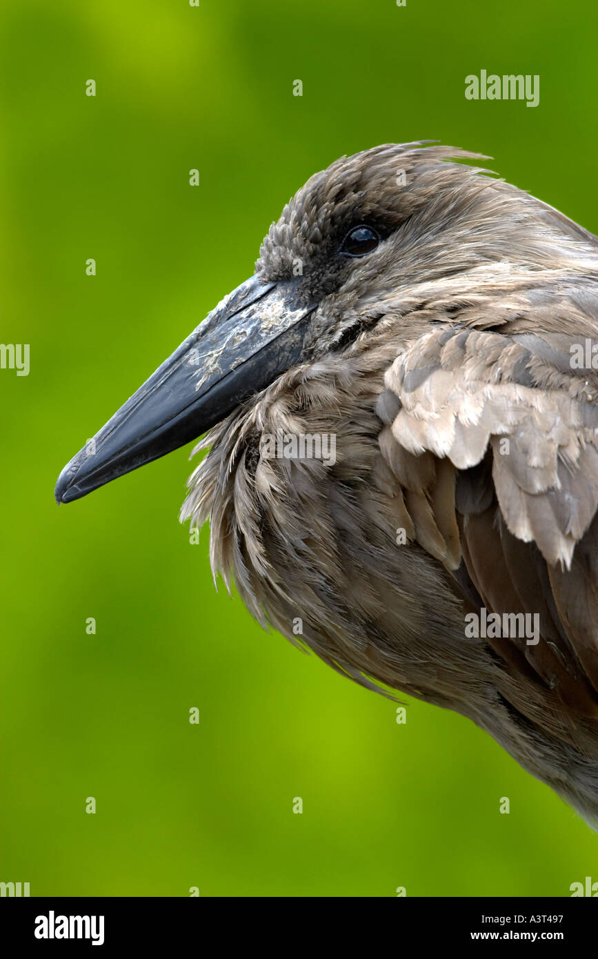 Hamerkop hammerhead scopus umbretta bird hi-res stock photography and ...