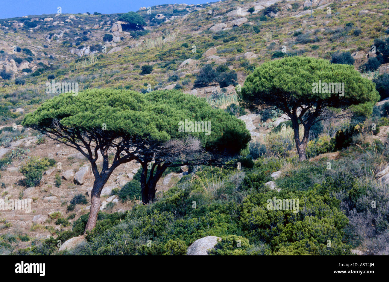 umbrella pine (Pinus pinea), single trees in macchia Stock Photo - Alamy
