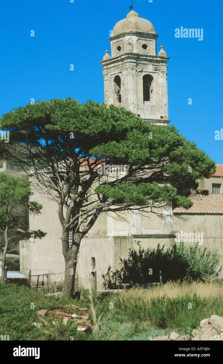 umbrella pine (Pinus pinea), single tree beside an old church in the ...