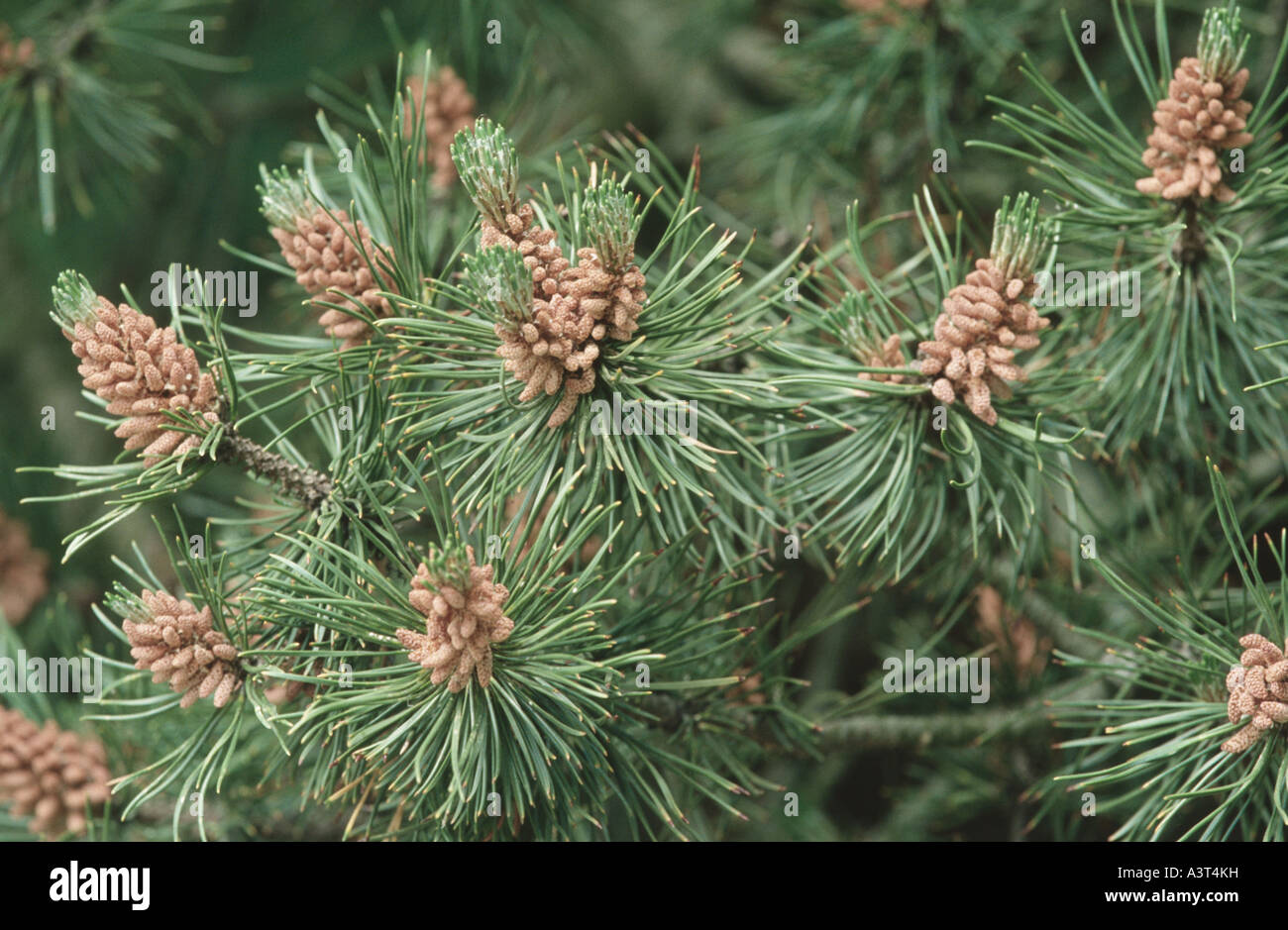 Wind pollination pine trees hi-res stock photography and images - Alamy