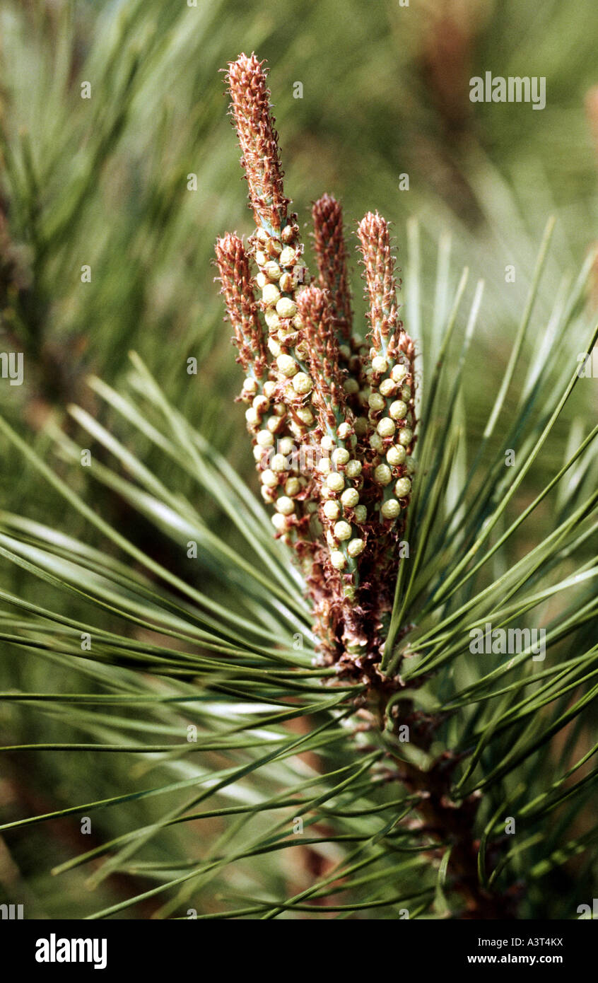 Japanese red pine pinus densiflora hi-res stock photography and images ...