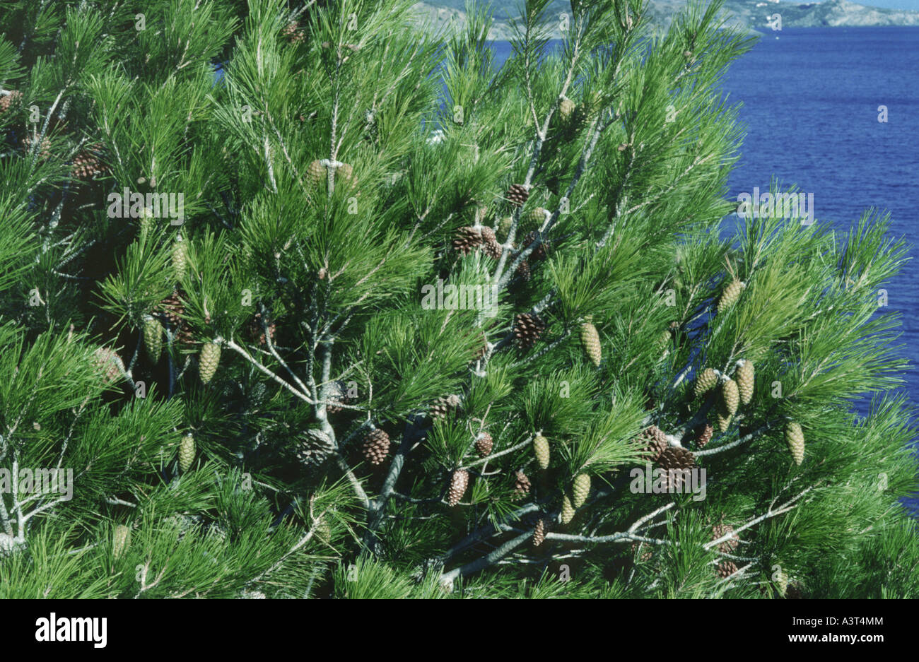 aleppo pine (Pinus halepensis), tree with cones at the Mediterranean ...