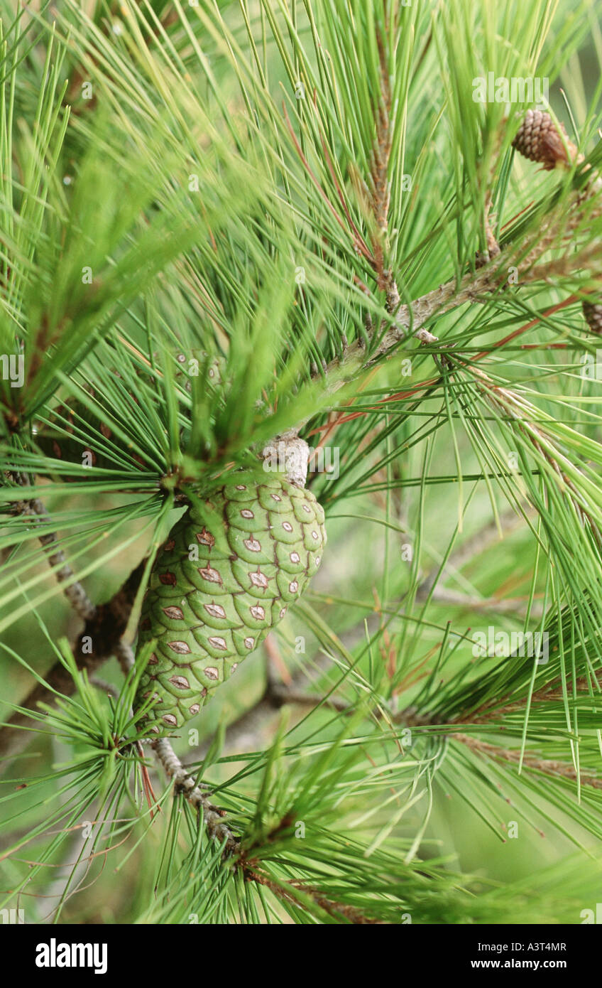 Aleppo pine branch hi-res stock photography and images - Alamy