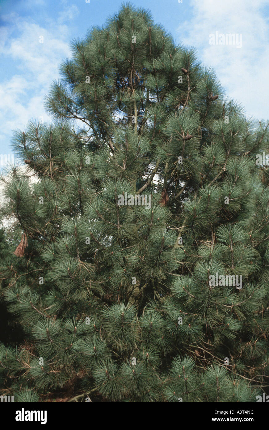 Jeffrey pine (Pinus jeffreyi), tree top Stock Photo - Alamy