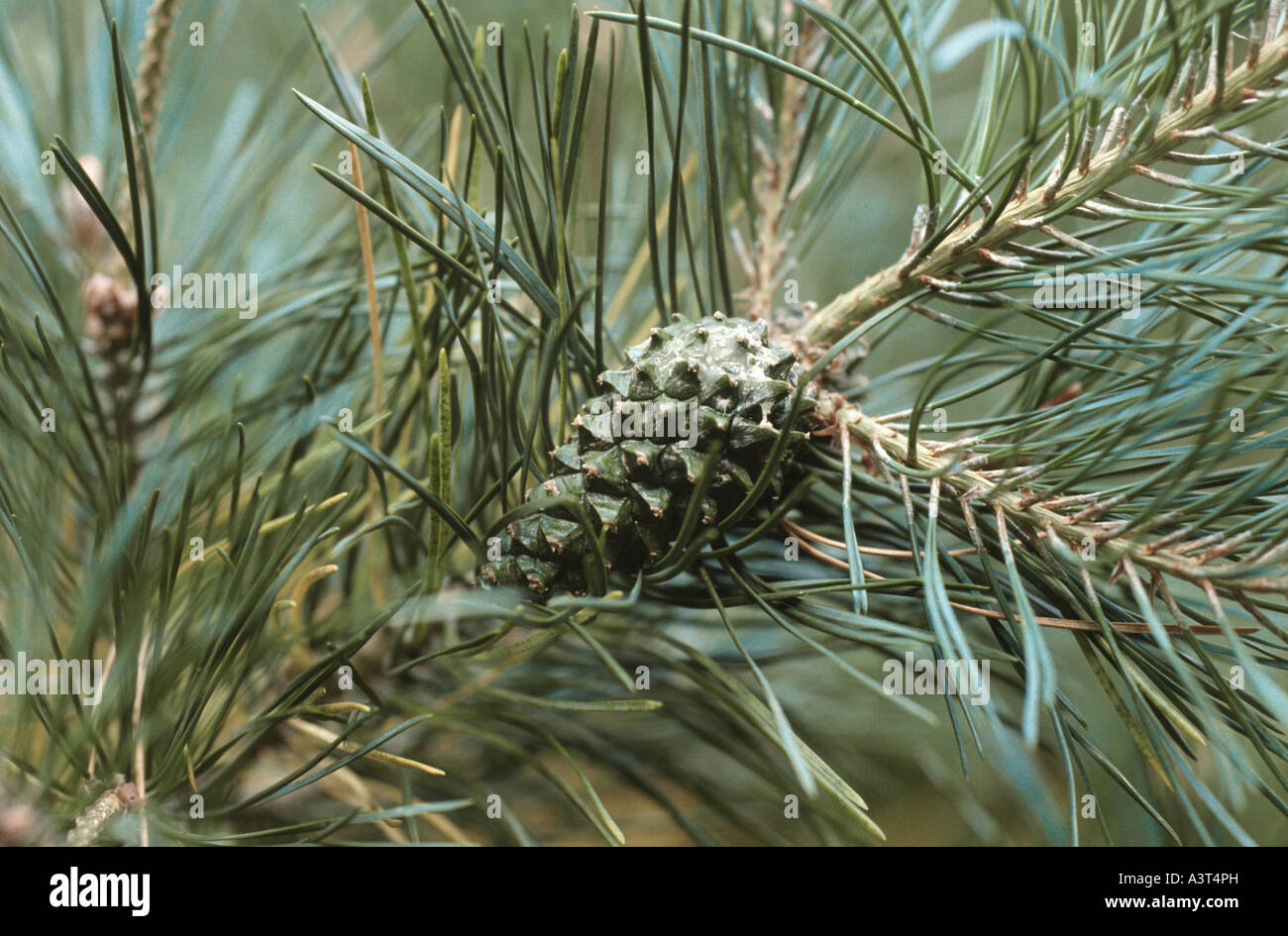 Jack pine tree cones hi-res stock photography and images - Alamy