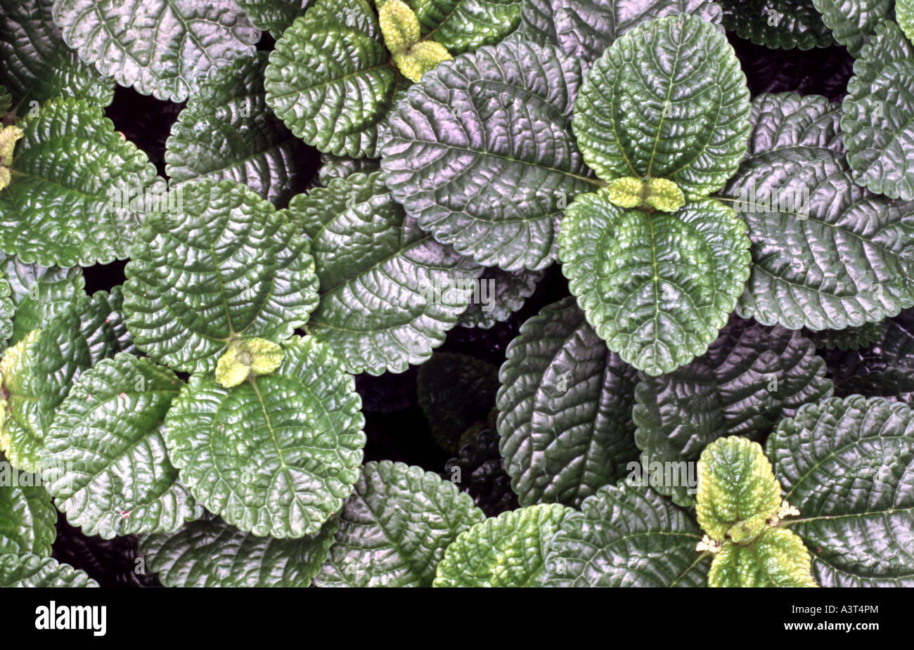 Black-Leaf Panamiga (Pilea repens Stock Photo - Alamy