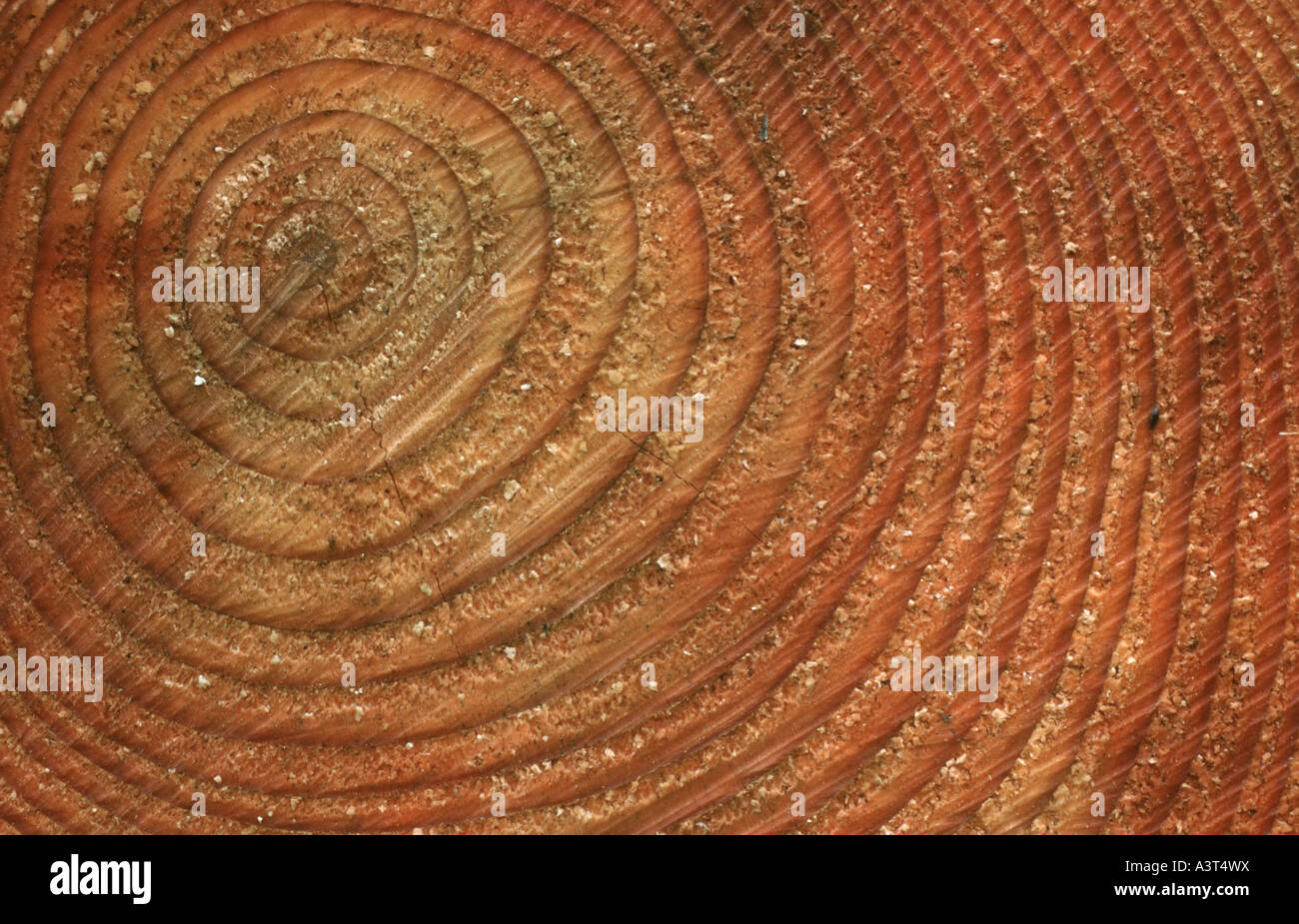 Norway spruce (Picea abies), slice of a stem with tree rings Stock ...