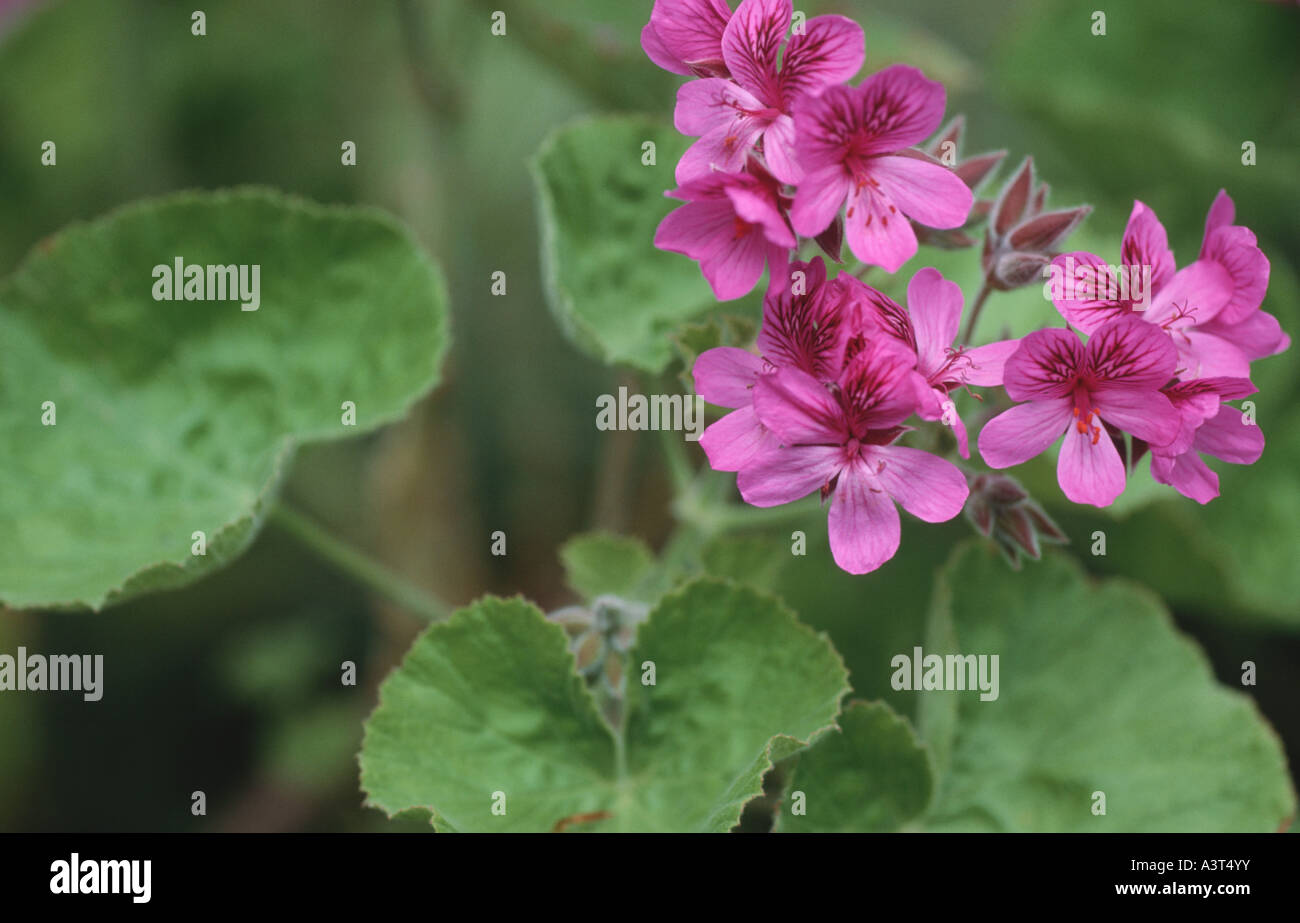 Cucullate hi-res stock photography and images - Alamy