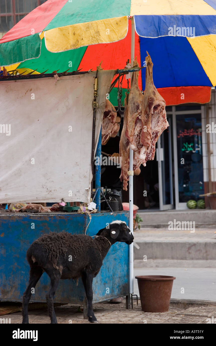 A sheep awaits its fate on a street in Kashgar Xinjiang Province China ...
