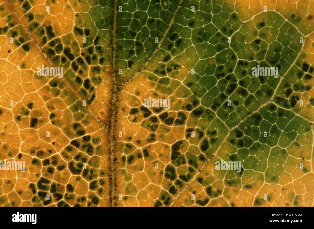 field maple, common maple (Acer campestre), autumn coloration of the ...