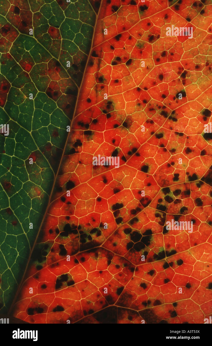 Oregon invasive plants hi-res stock photography and images - Alamy