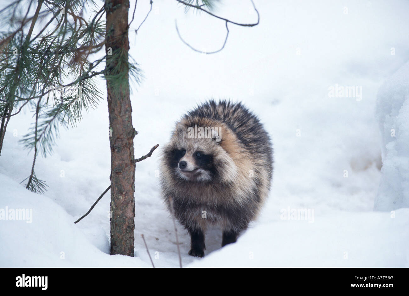 raccoon dog (Nyctereutes procyonoides), in snow, Finland Stock Photo ...