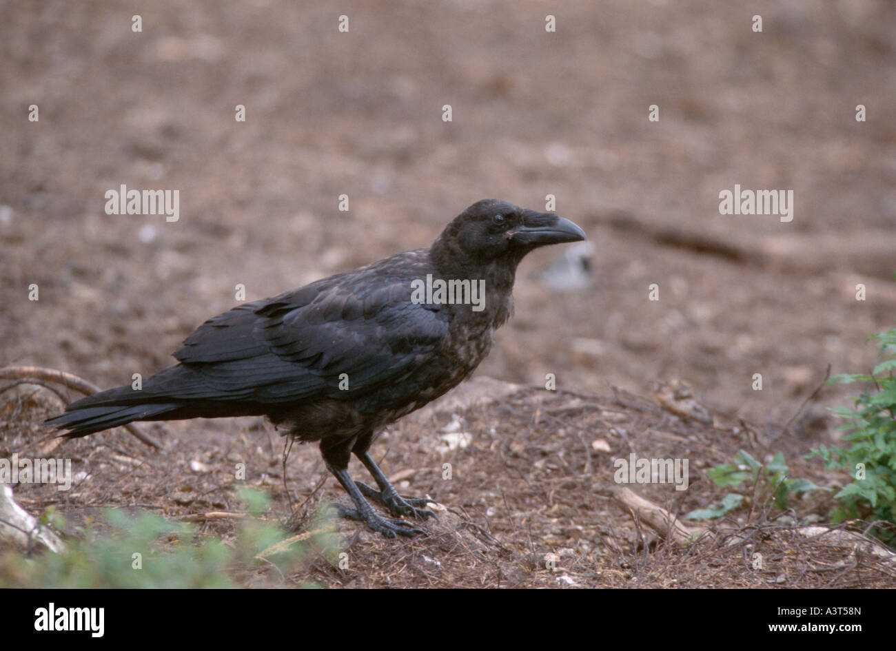 common raven (Corvus corax), at forest soil, Finland Stock Photo - Alamy