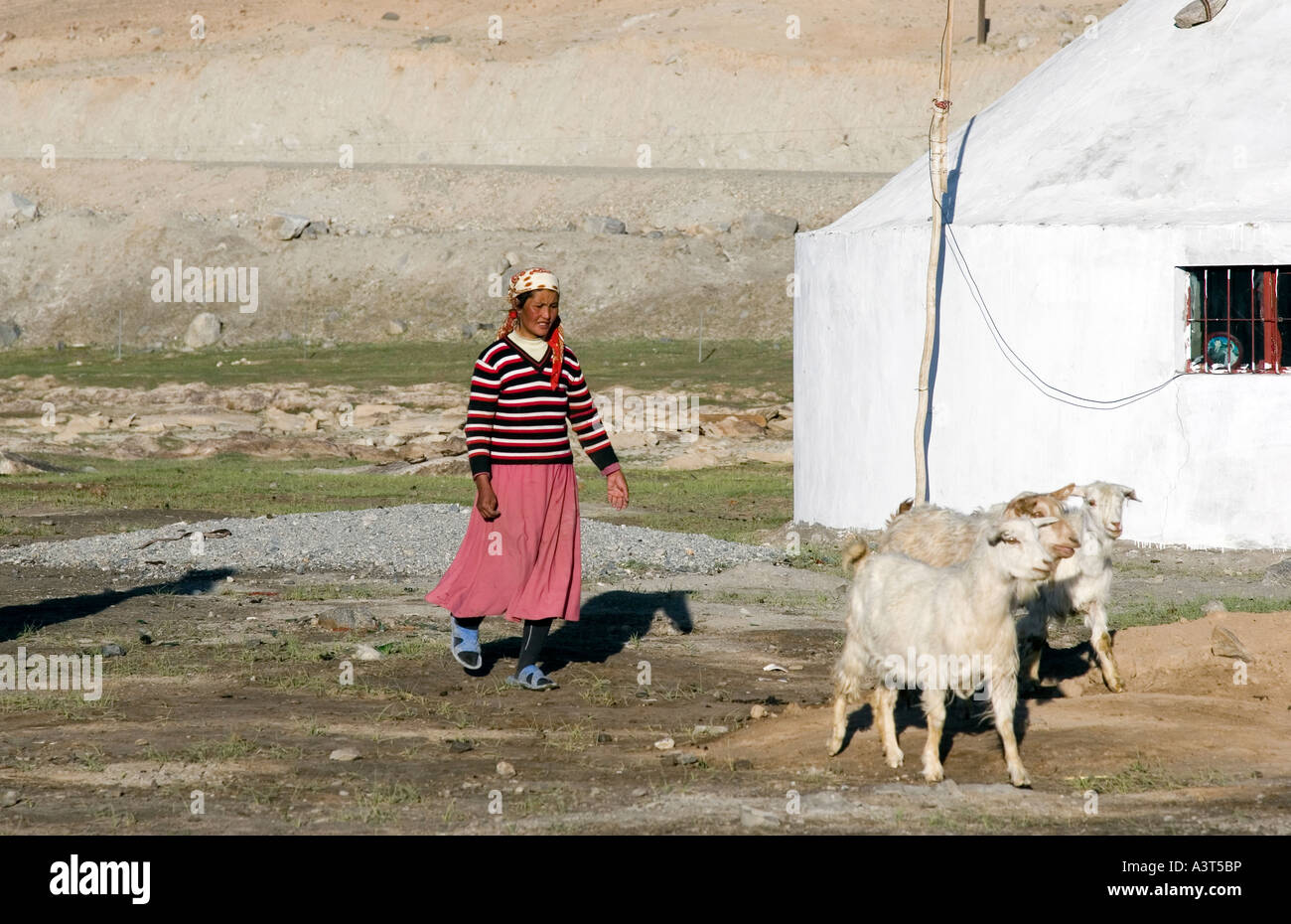 Kyrgyz woman herds her goats Karakul Lake Xinjiang Province China Stock ...