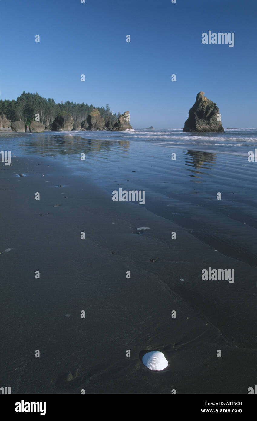 White Shell on Ruby Beach, USA, Washington, Olympic NP Stock Photo - Alamy