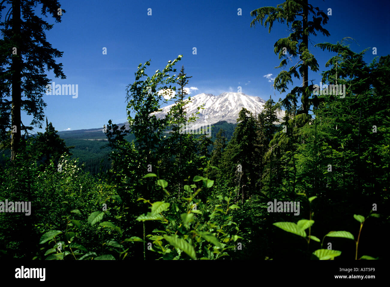 Mount St Helens National Park Stock Photo - Alamy