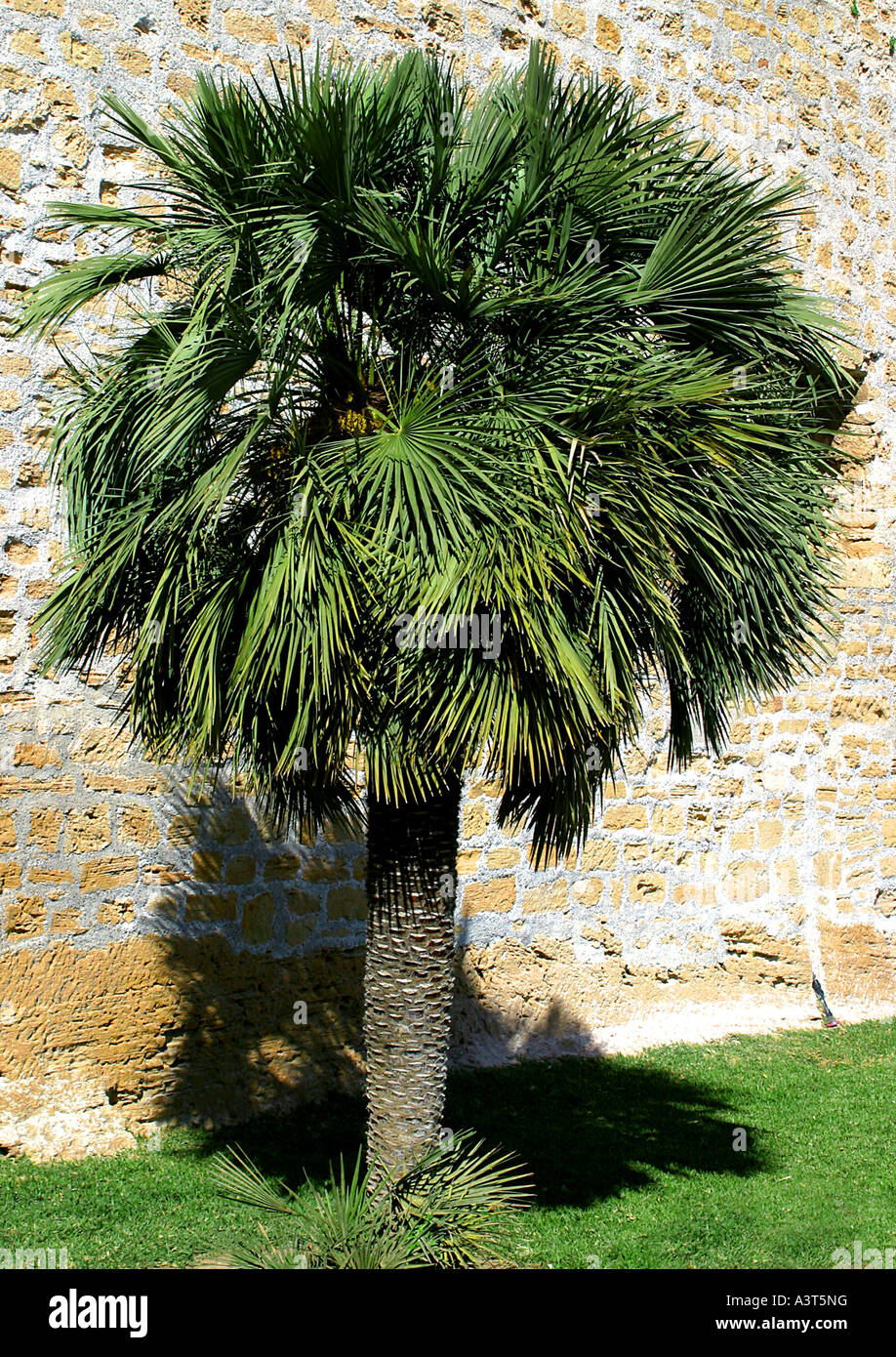 Mediterranean Fan Palm (Chamaerops humilis), as a tree Stock Photo - Alamy