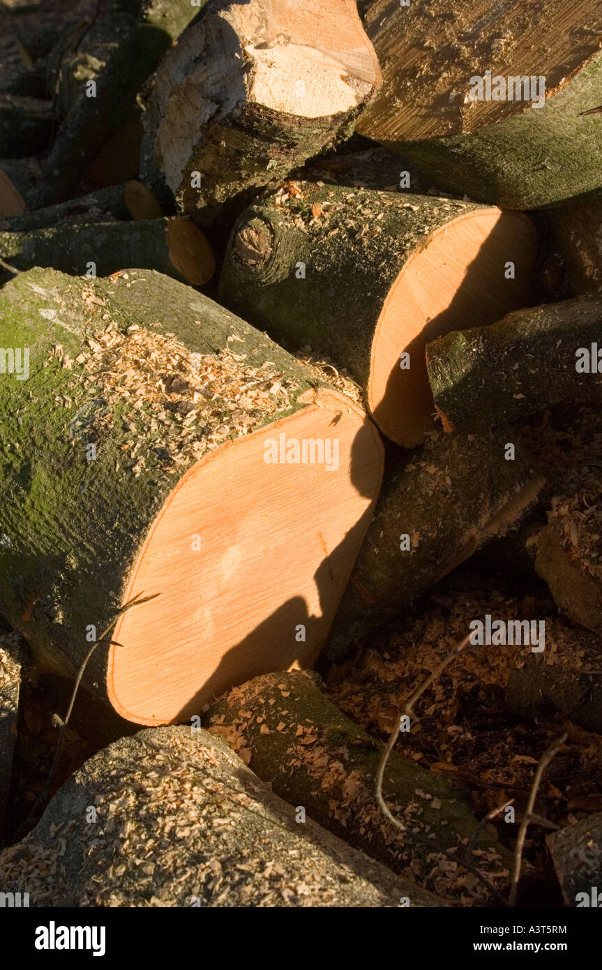 beech logs cut ready for firewood Stock Photo - Alamy