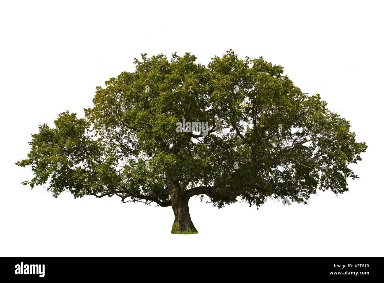 Big tree Cut Out Stock Images & Pictures - Alamy