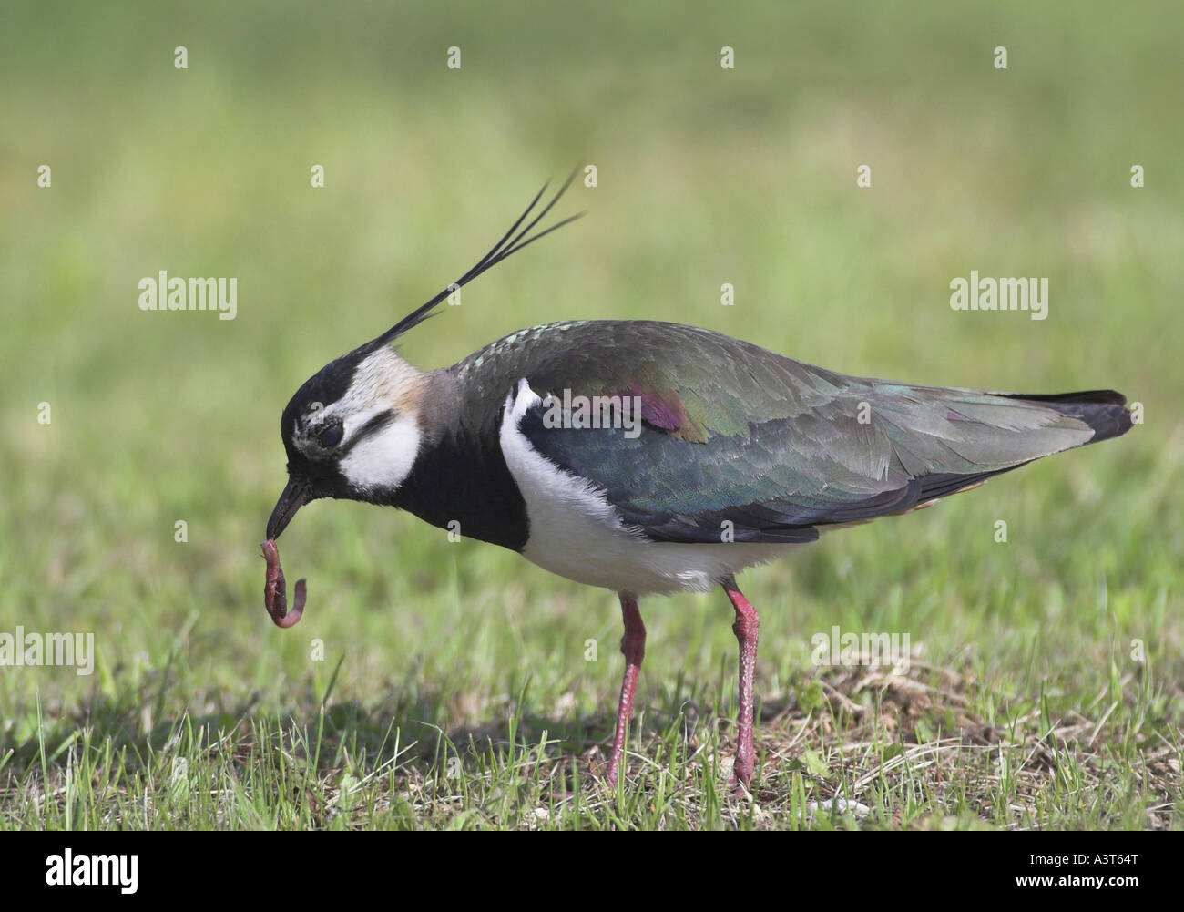 Earthworm predator hi-res stock photography and images - Alamy