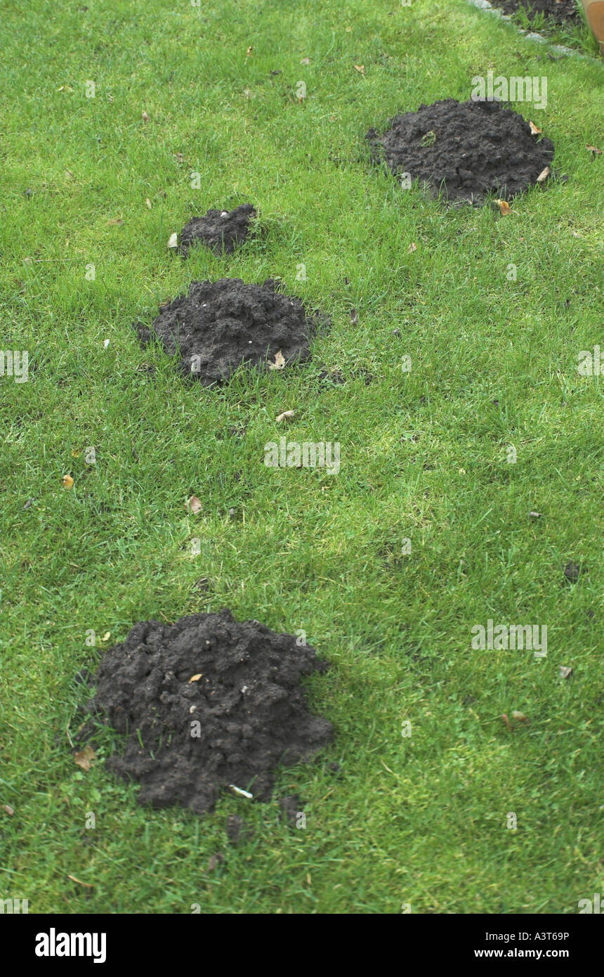 European pine vole (Microtus subterraneus, Pitymys subterraneus ...