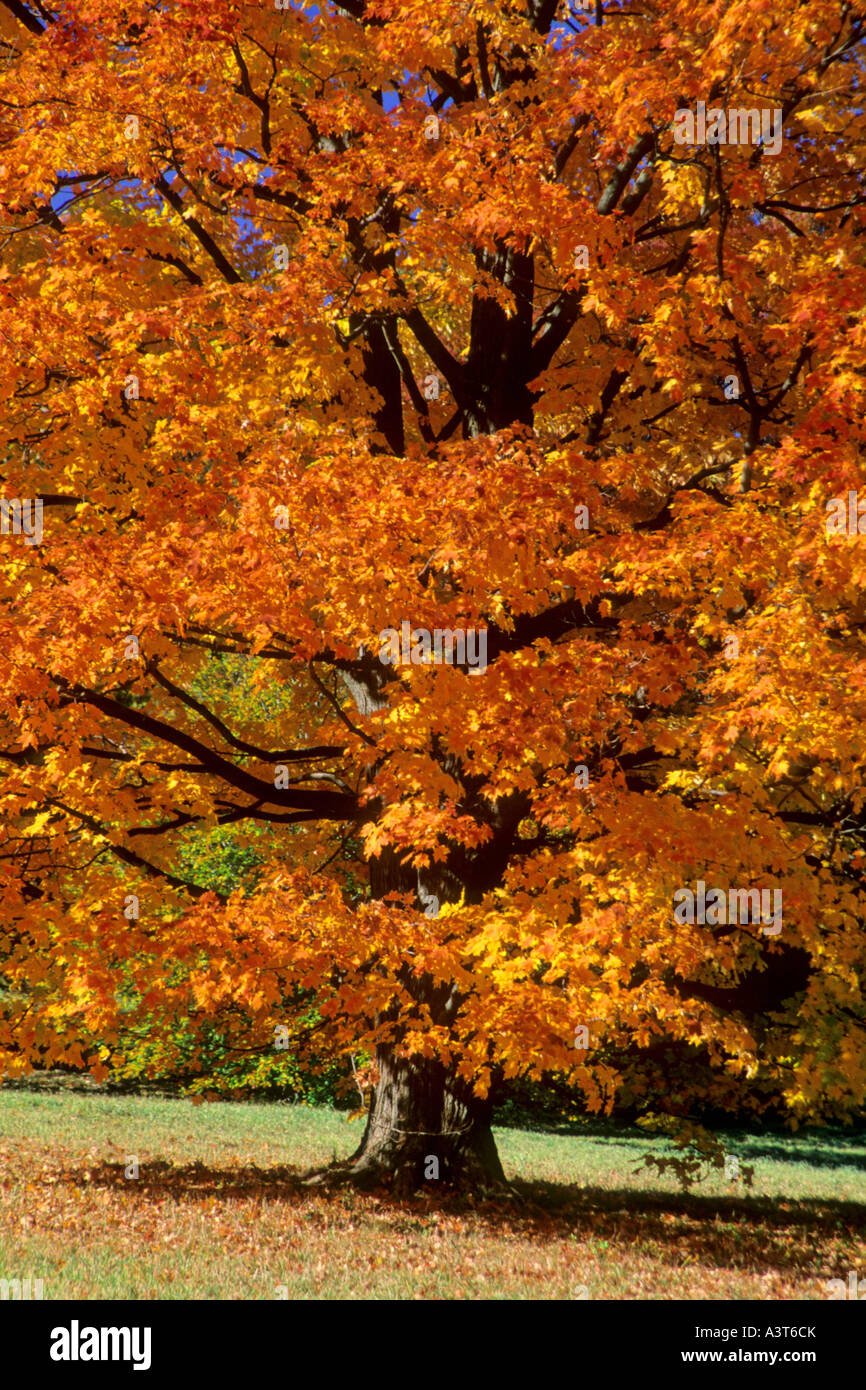 rock maple, sugar maple (Acer saccharum), Red Maple in Orange Fall ...