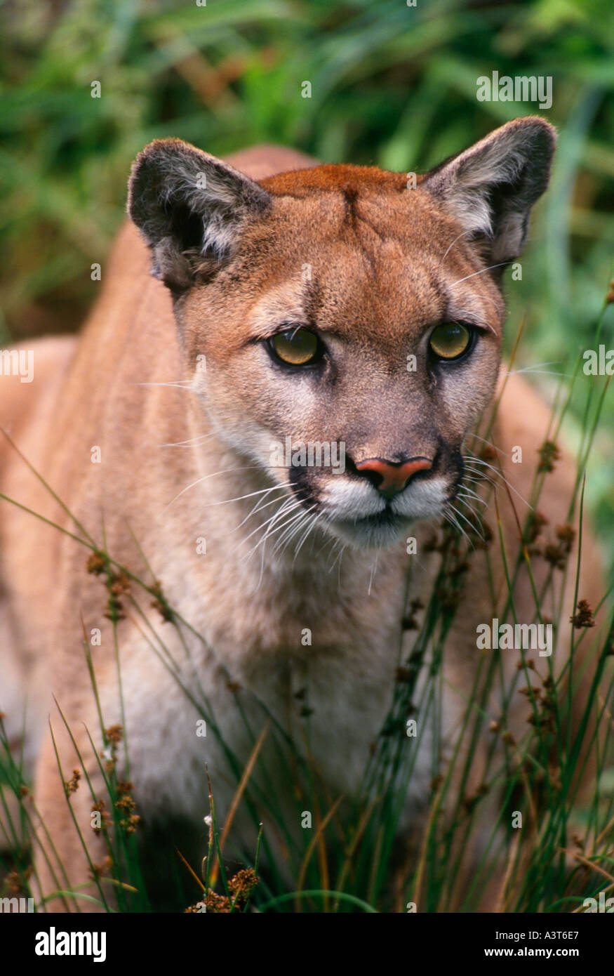 Alert mountain lion staring intently-Note-captive subject Stock Photo ...