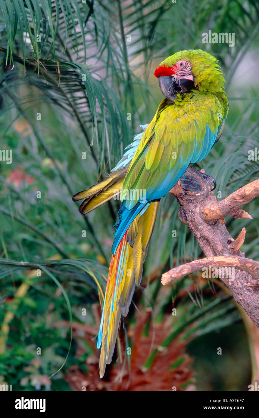 Bufons Macaw on Perch-Note-Captive subject Stock Photo - Alamy