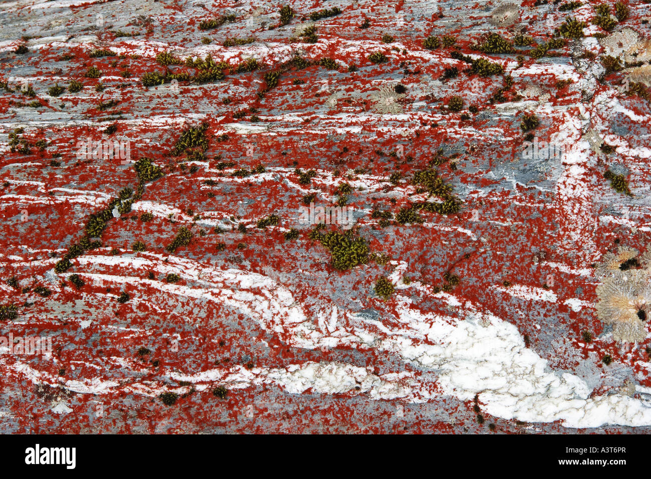 lichens on rock Stock Photo - Alamy