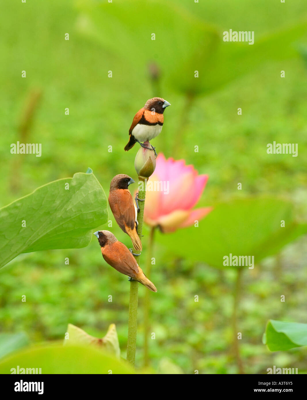 Chestnut Breasted Finches Queensland Australia Stock Photo - Alamy