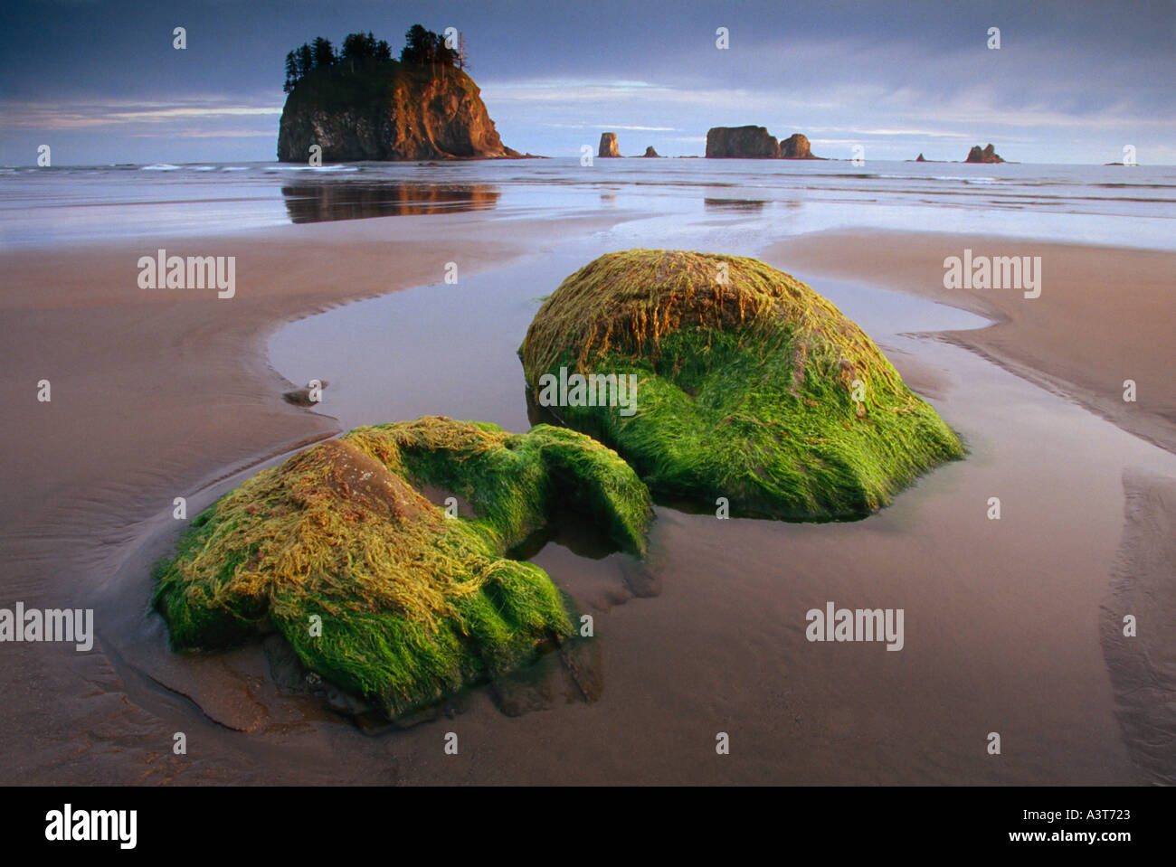 Mossy Rocks and Seastacks on Pacific Coast Stock Photo - Alamy