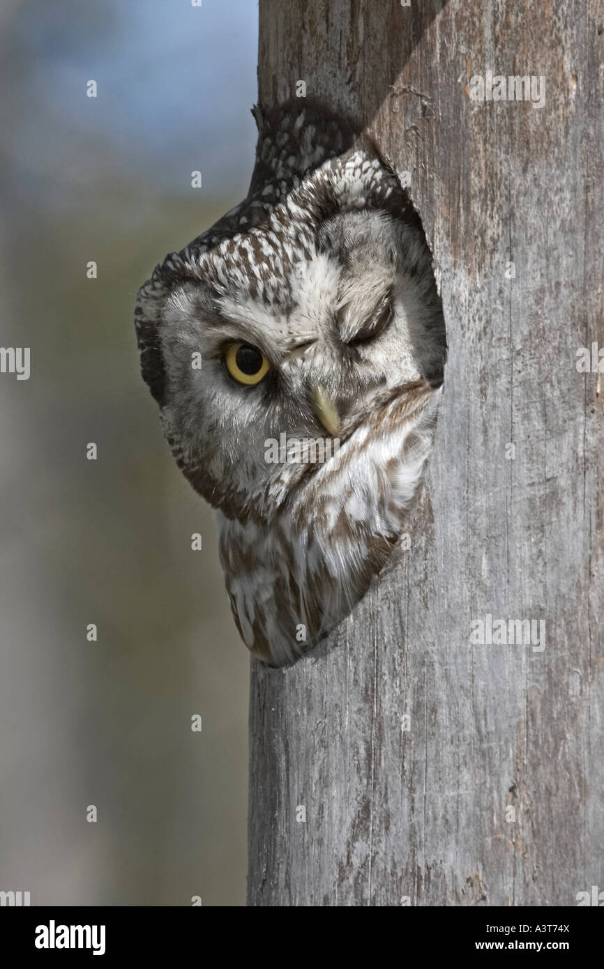 Tengmalm's owl (Aegolius funereus), at nestbox, Finland Stock Photo - Alamy