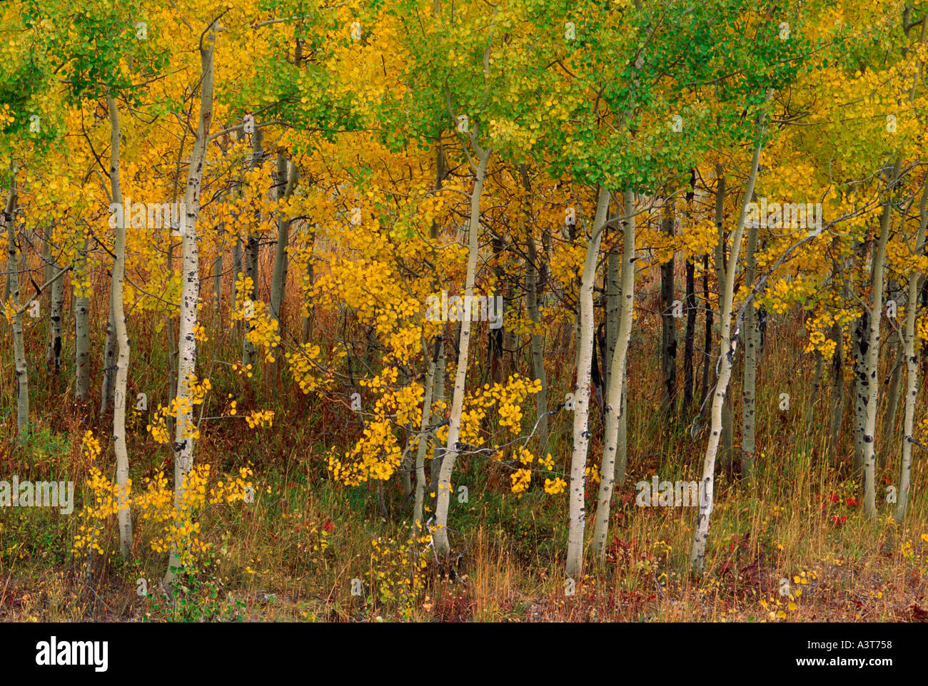 Aspen Trees in Fall Colour Stock Photo - Alamy