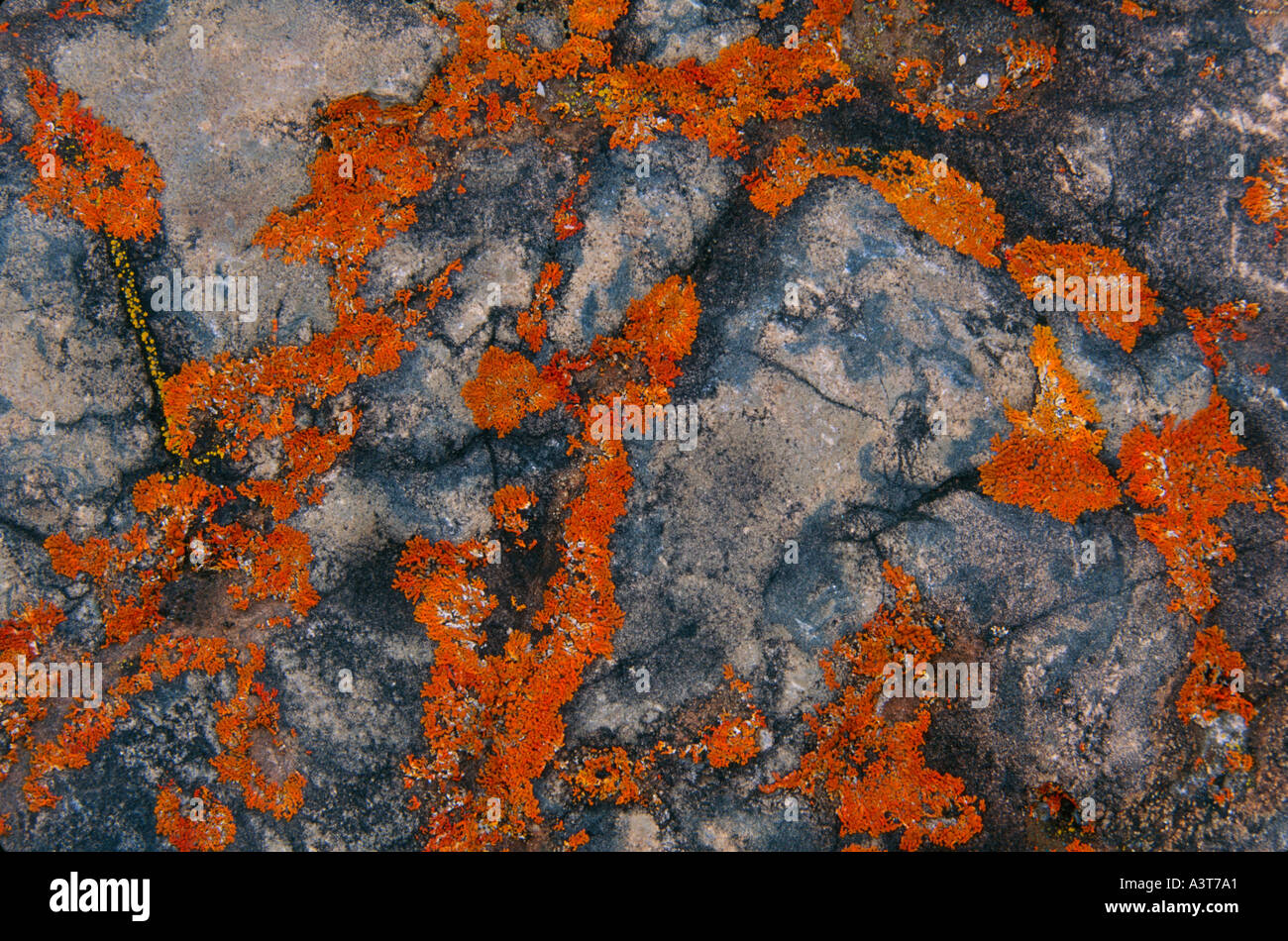 Lichen banff national park alberta hi-res stock photography and images ...
