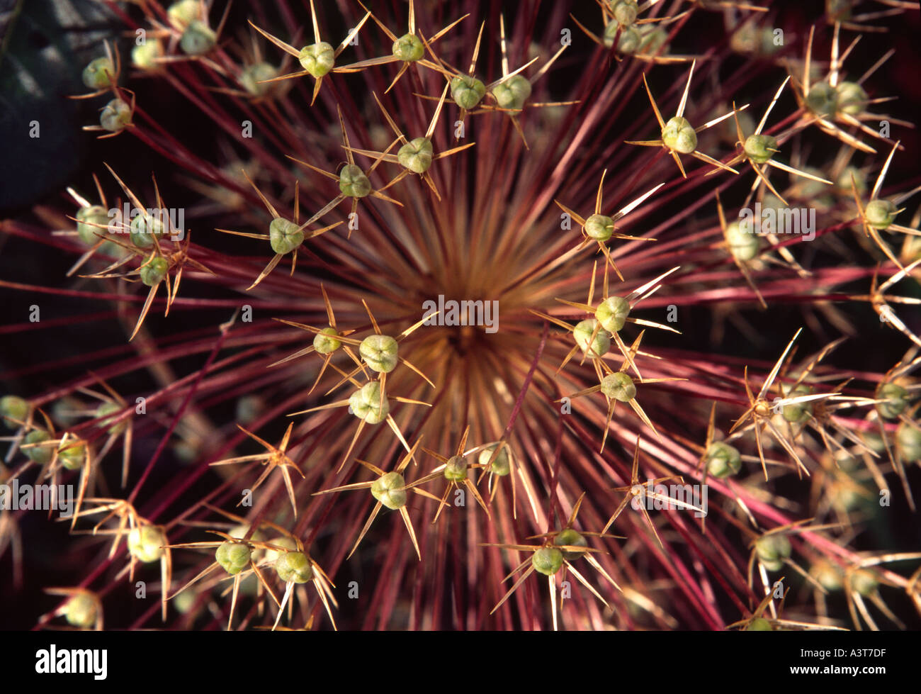 Alium seed hi-res stock photography and images - Alamy