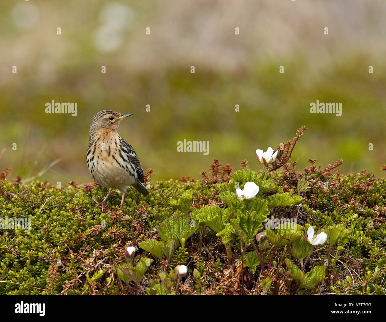 red-throated pitpit (Anthus cervinus), Norway Stock Photo - Alamy