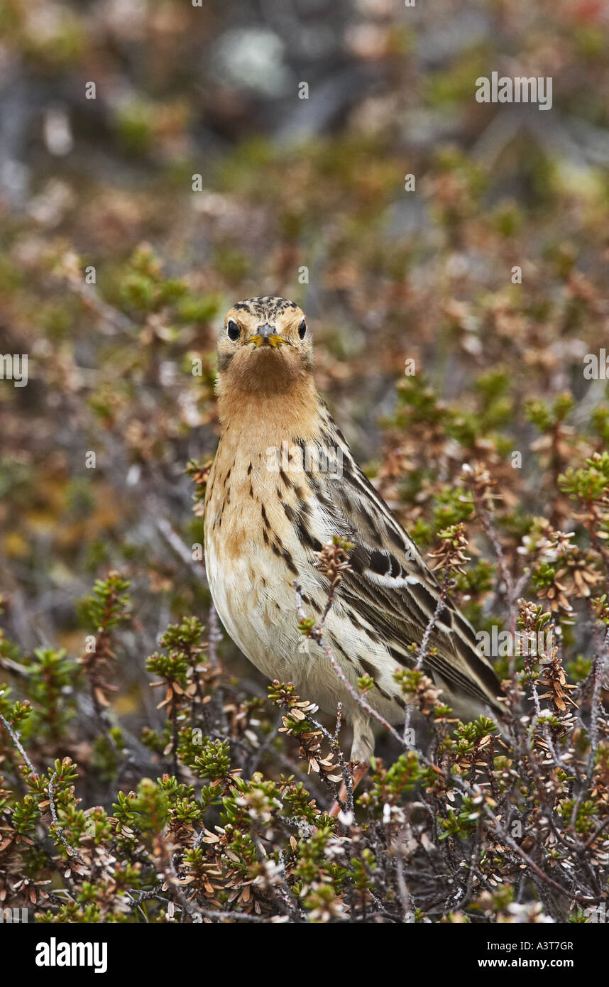 red-throated pitpit (Anthus cervinus), attentive, Norway Stock Photo ...