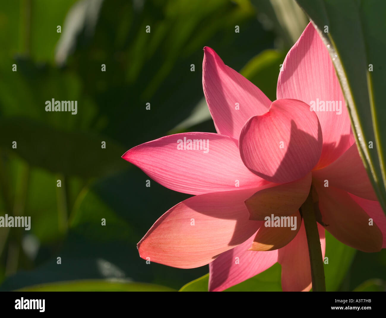 Lotus Lily Queensland Australia Stock Photo - Alamy