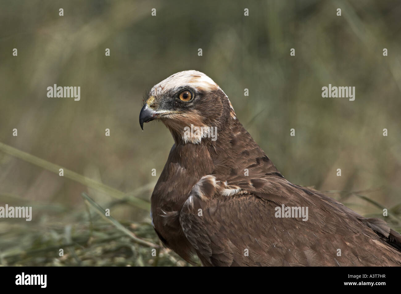 western marsh harrier (Circus aeruginosus), portrait, Oman Stock Photo ...