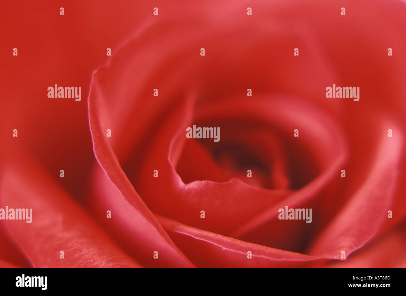 Red gallica rose hi-res stock photography and images - Alamy