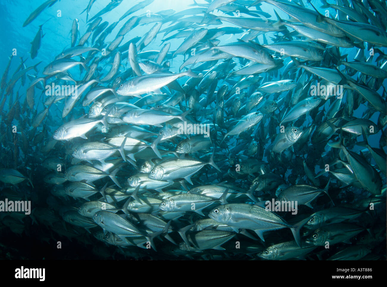 Schoaling fish hi-res stock photography and images - Alamy