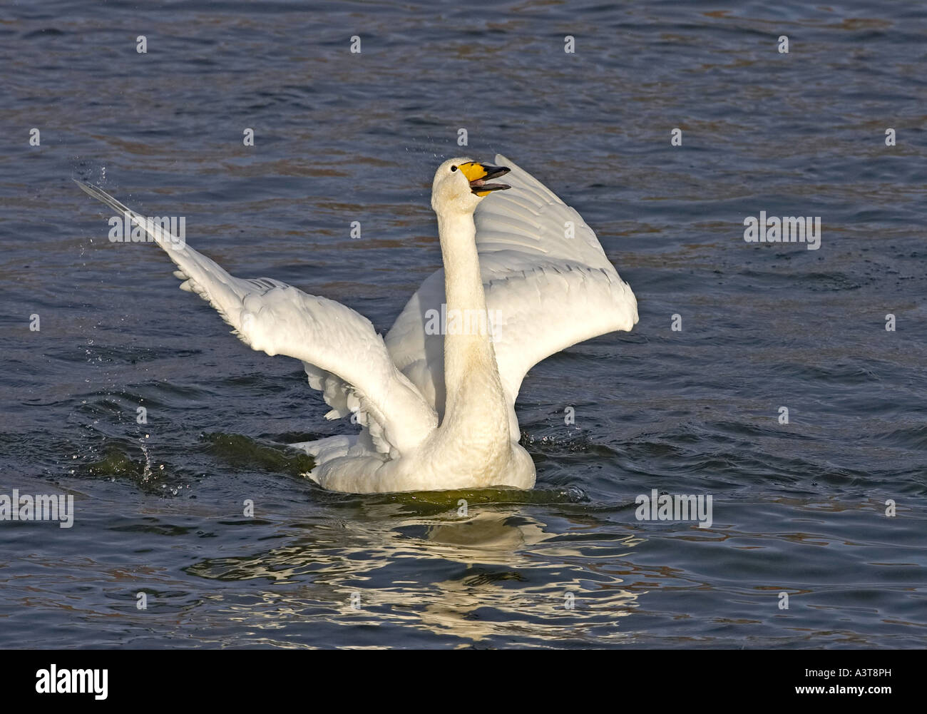 whooper swan (Cygnus cygnus), flapping wings, excited, United Kingdom ...