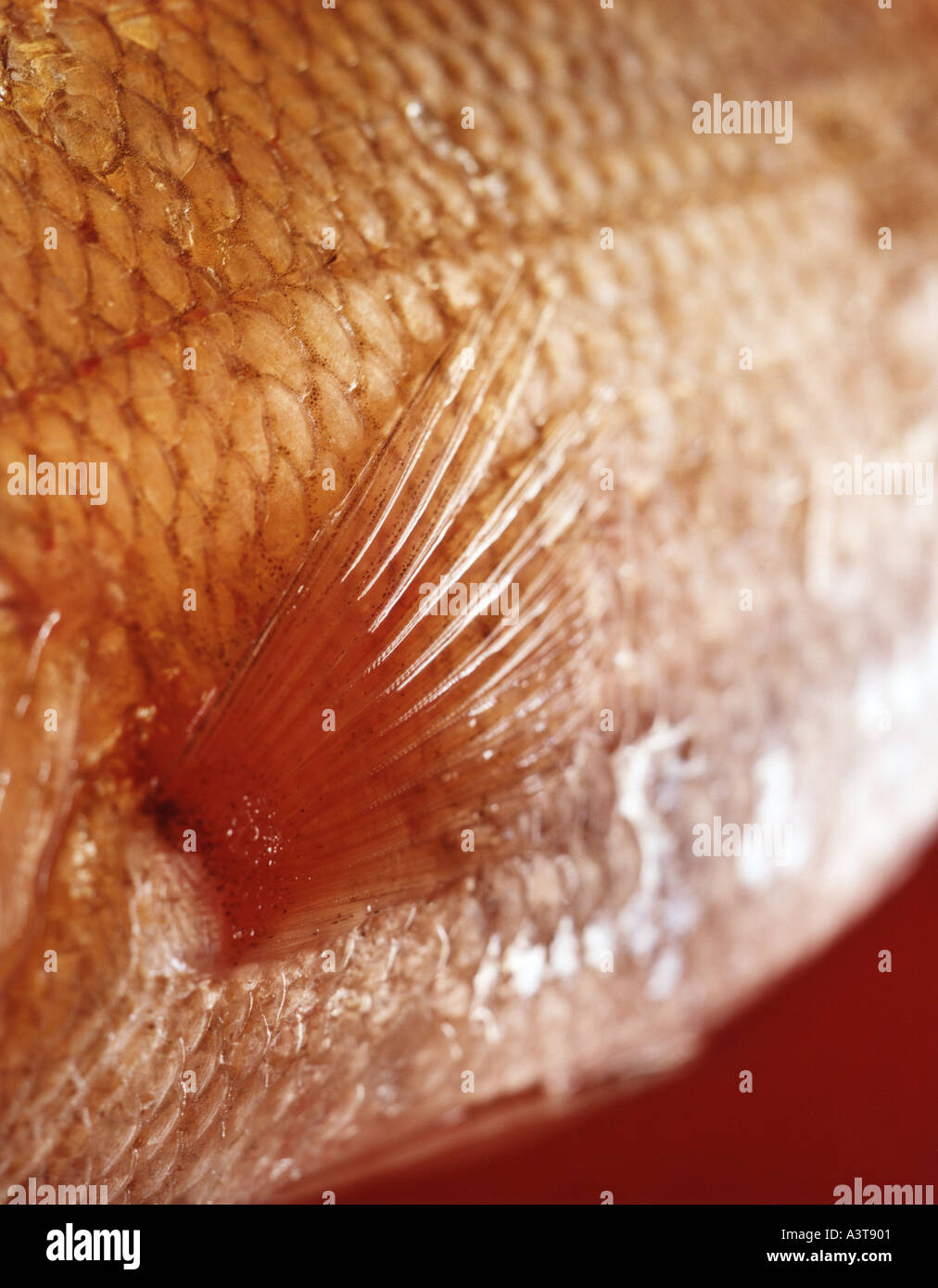 still life of fish scales and fish fin with red background Stock Photo ...