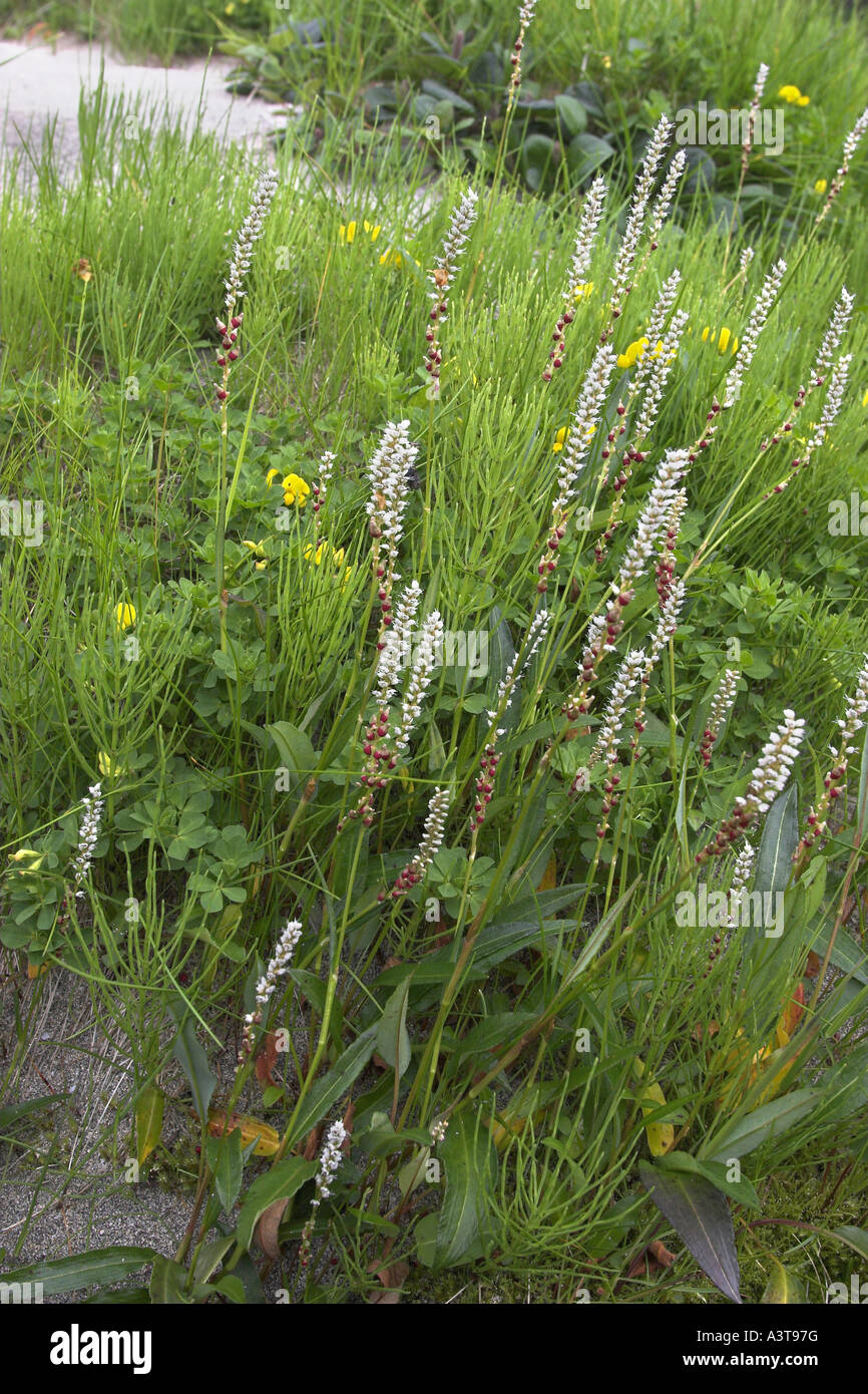 alpine knotweed, viviparous knotweed (Polygonum viviparum, Bistorta ...